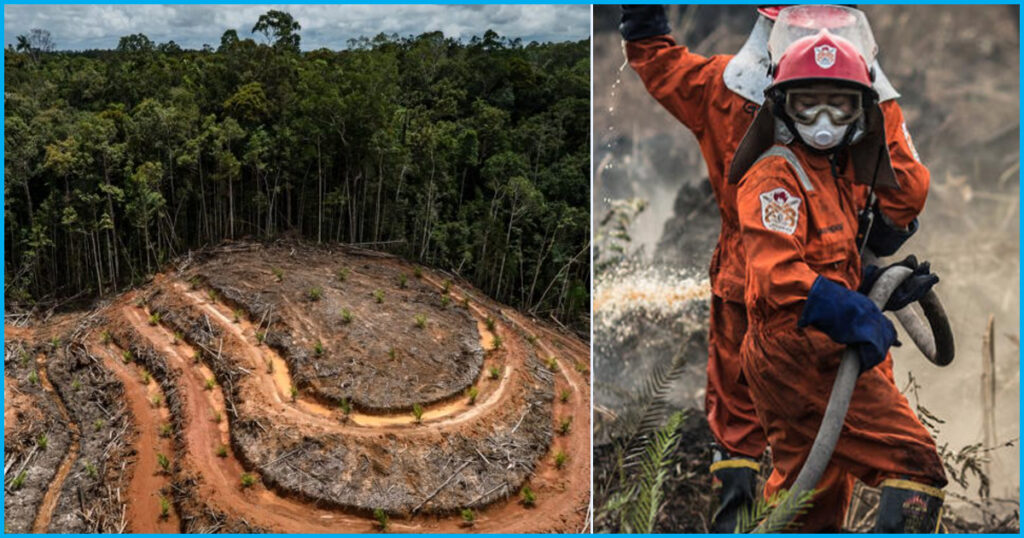 Deforestation-Linked Palm Oil Still Finding Its Way Into Top Consumer ...