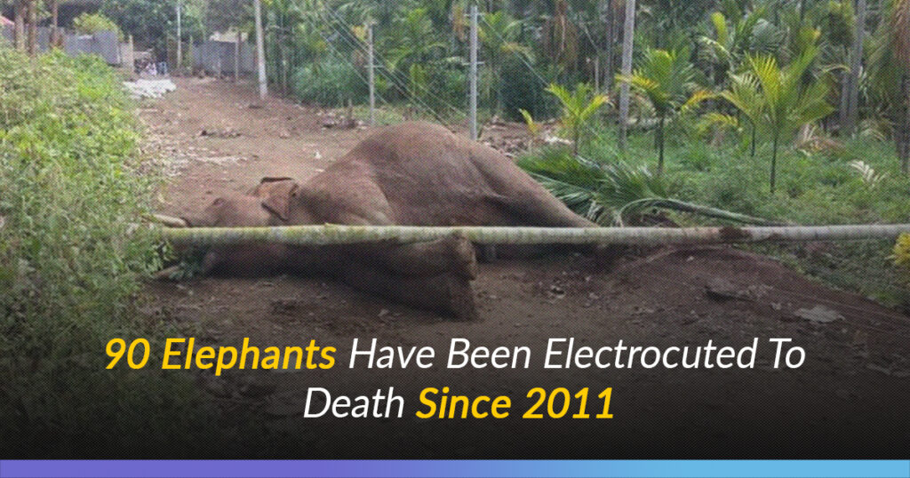 Assam: 90 Elephants Electrocuted In Last 8 Yrs - The Logical Indian