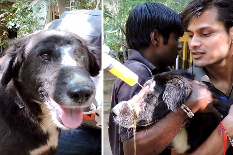 [Video] Astounding Recovery Of A Dog - He Nursed This Faceless Dog And ...