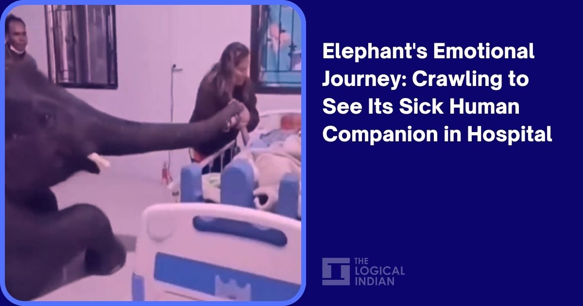 Elephant's Emotional Journey: Crawling to See Its Sick Human Companion ...