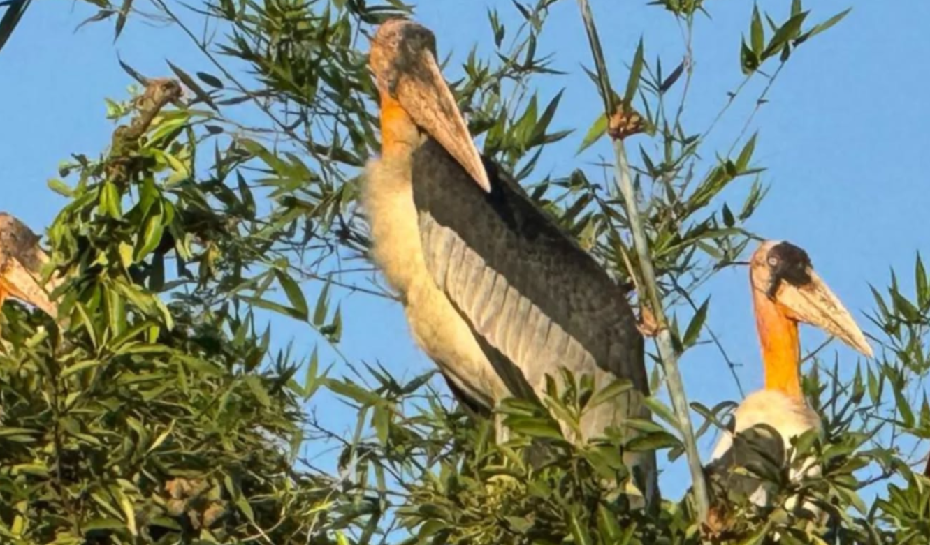 Purnima Devi Barman: Assam's Conservation Champion Honoured in TIME's 2025 Women of the Year ...