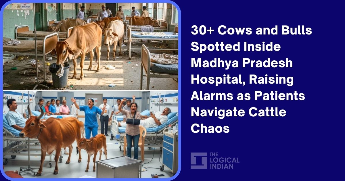 30+ Cows and Bulls Spotted Inside Madhya Pradesh Hospital, Raising ...