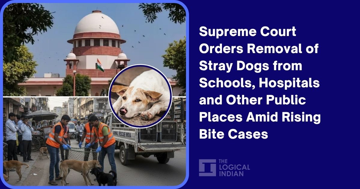 Supreme Court Orders Removal of Stray Dogs from Schools, Hospitals and ...
