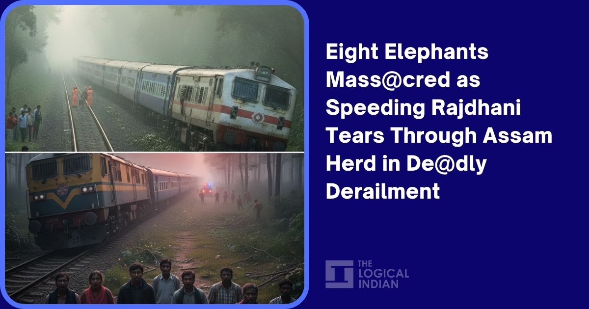 Eight Elephants Massacred as Speeding Rajdhani Tears Through Assam Herd ...